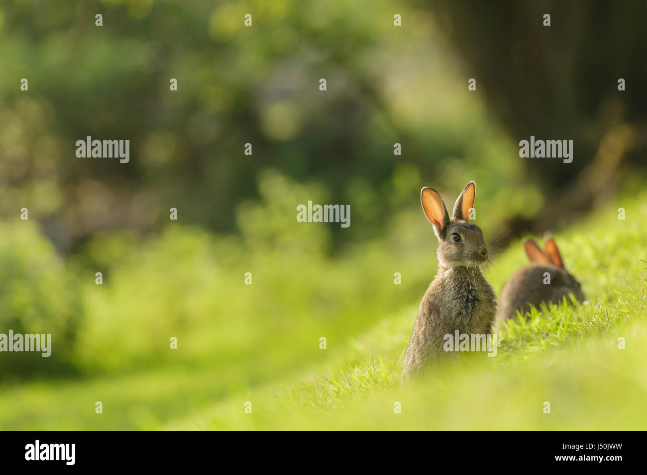 Rabbits uk june hi-res stock photography and images - Alamy