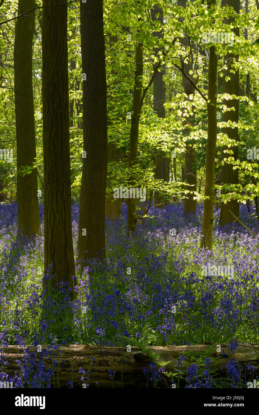 Bluebells in woodland at Bilbrough village near York, North Yorkshire ...
