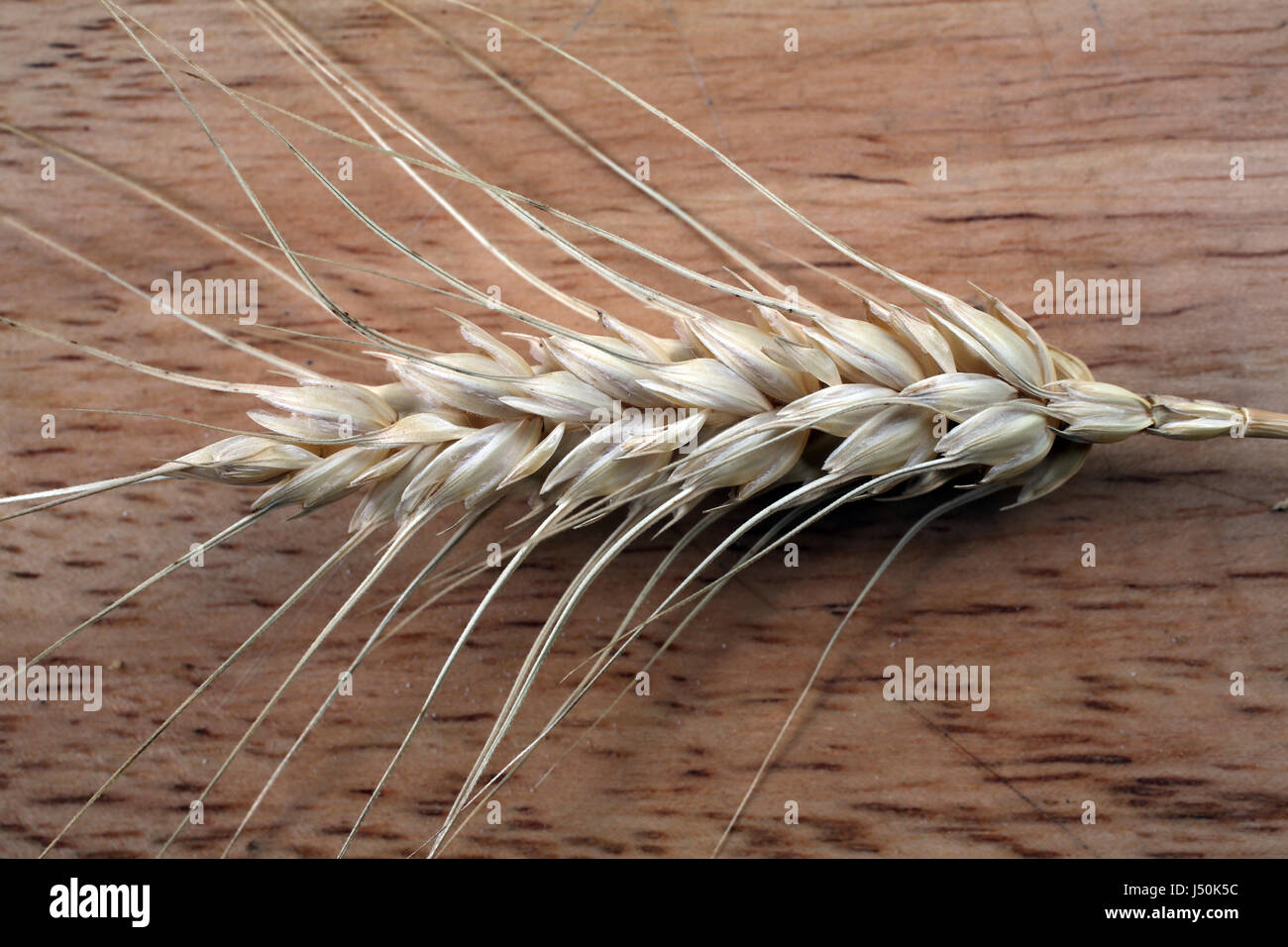 Ears of wheat Stock Photo - Alamy