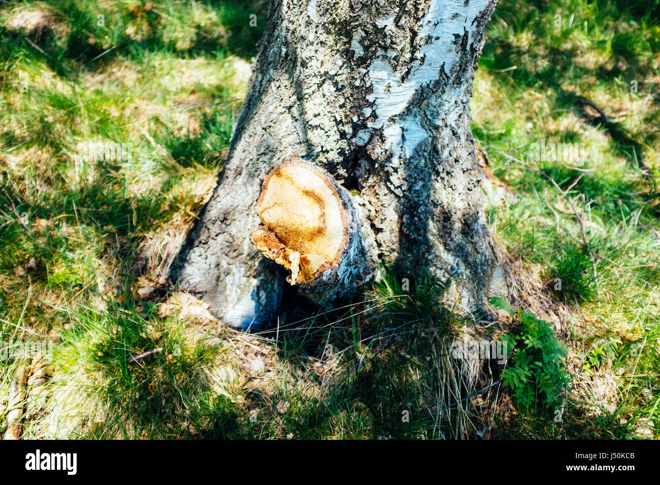Birch trunk with branch cut Stock Photo - Alamy