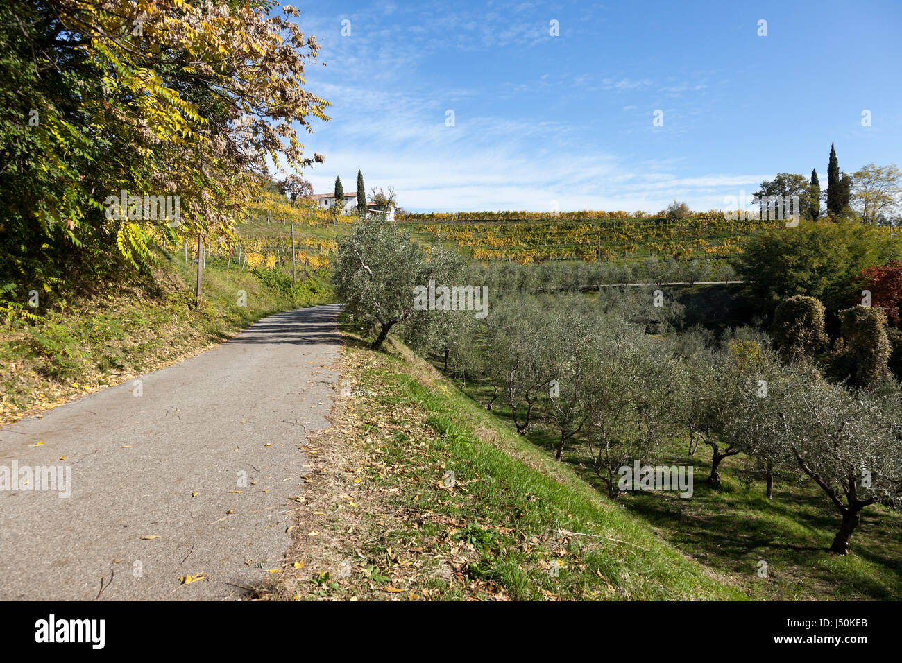 Collio hi-res stock photography and images - Alamy