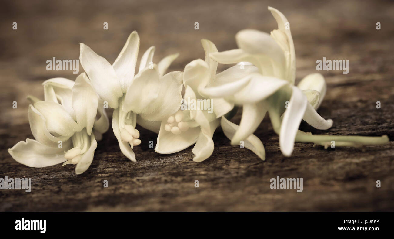 Medicinal moringa flowers in timber surface Stock Photo - Alamy