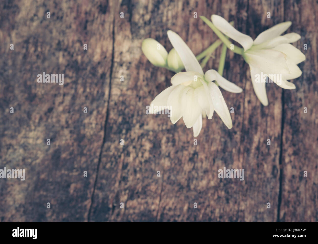 Medicinal moringa flowers in timber surface Stock Photo - Alamy