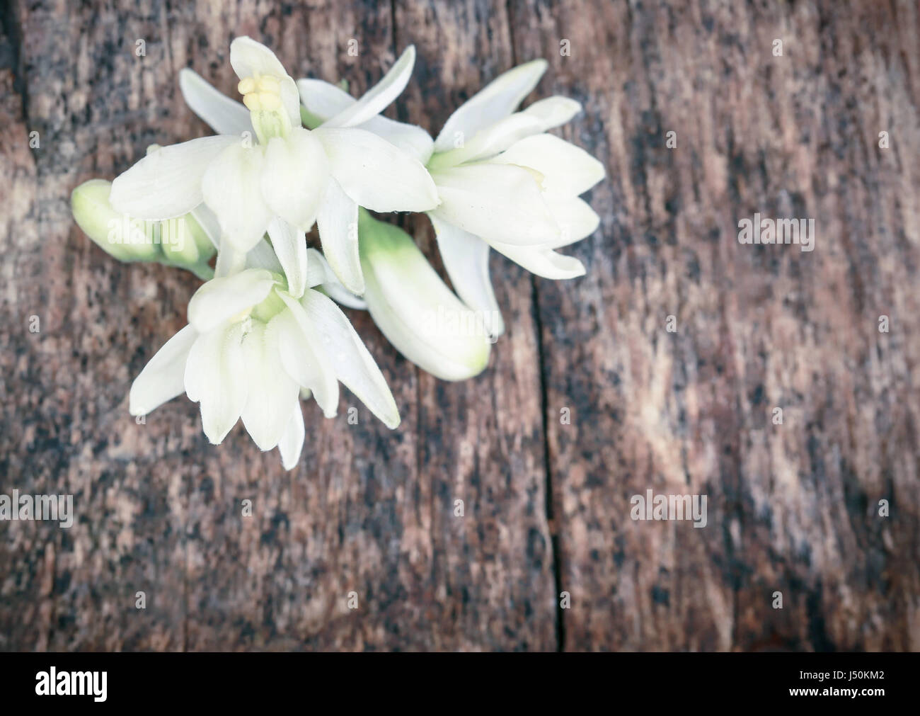 Medicinal moringa flowers in timber surface Stock Photo - Alamy