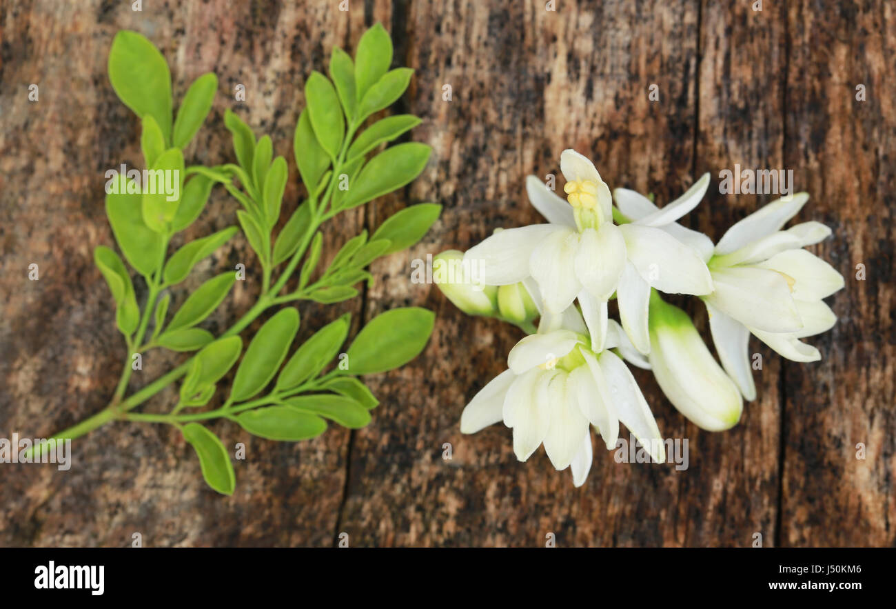 Medicinal moringa flower with green leaves in timber surface Stock ...