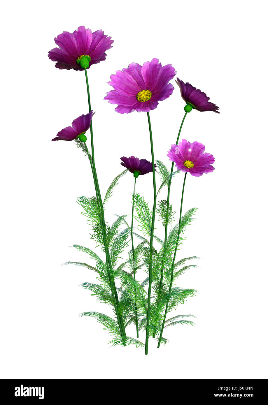 3D rendering of cosmos flowers isolated on white background Stock Photo ...