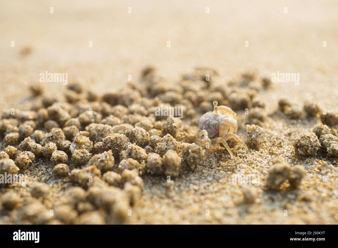 Ghost crab on sand beach Stock Photo - Alamy