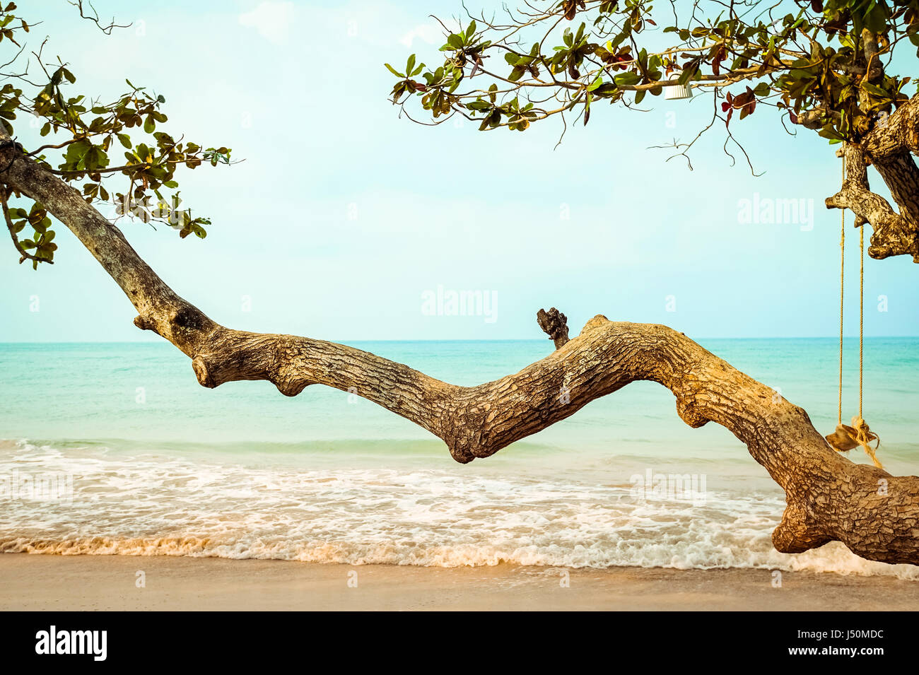 Wooden tree on tropical beach Stock Photo - Alamy