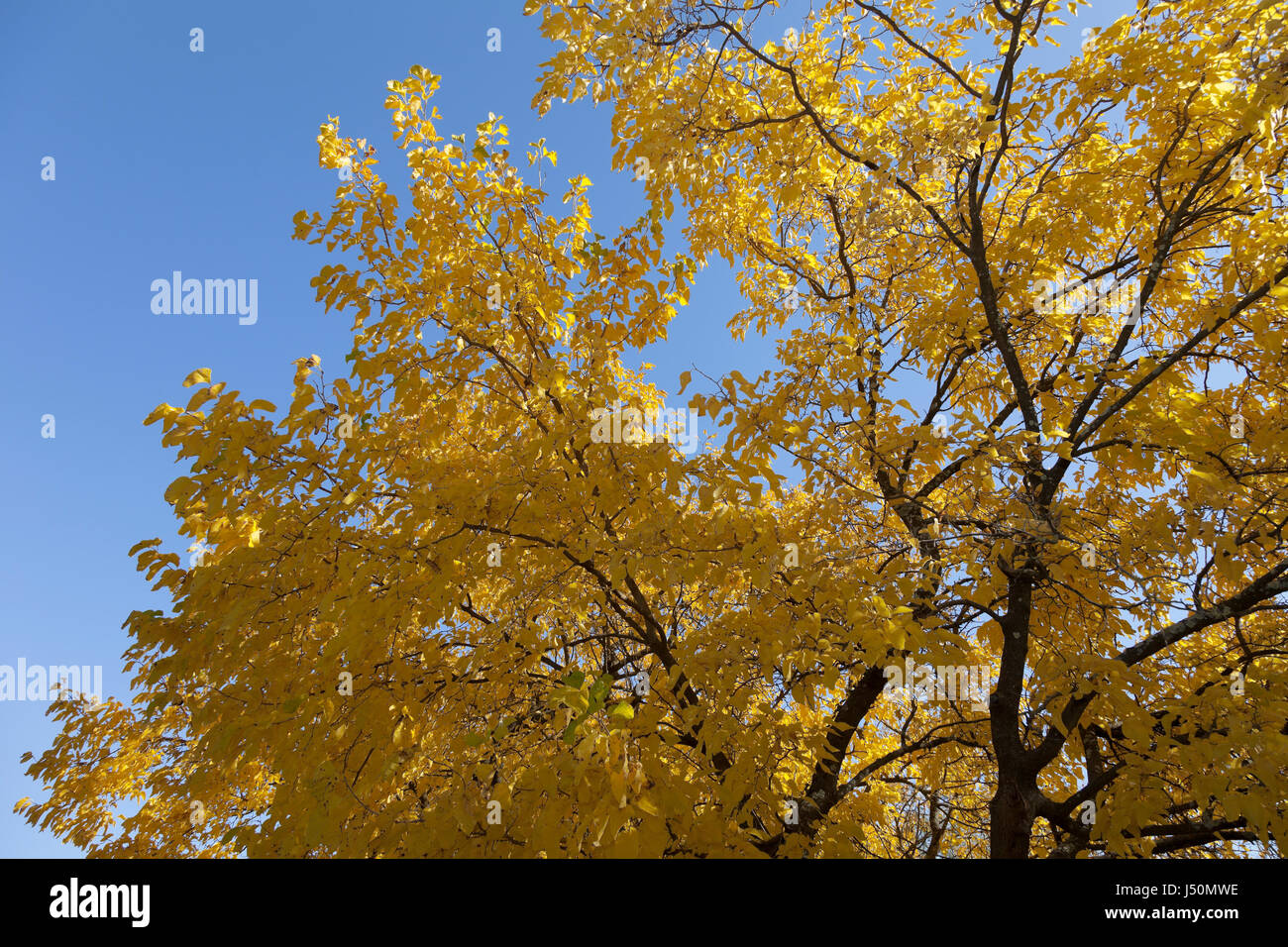 Foliage trees foreground hi-res stock photography and images - Alamy