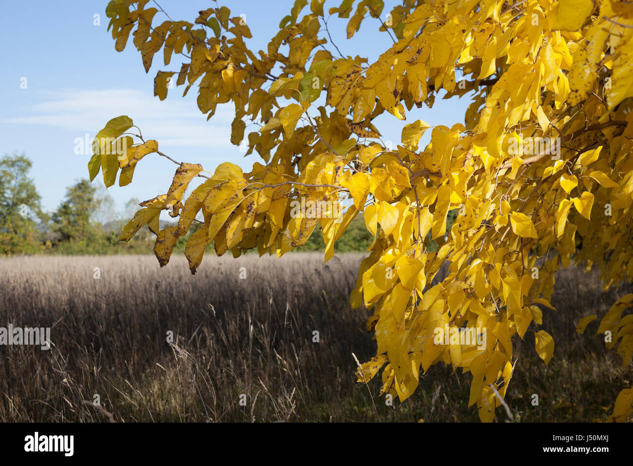 Foreground oak trees hi-res stock photography and images - Alamy