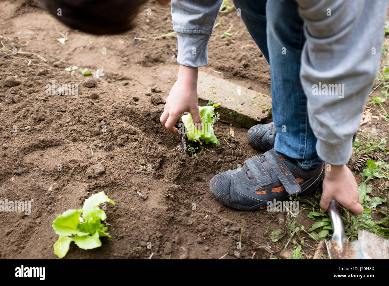 child preparing vegetable garden Stock Photo - Alamy