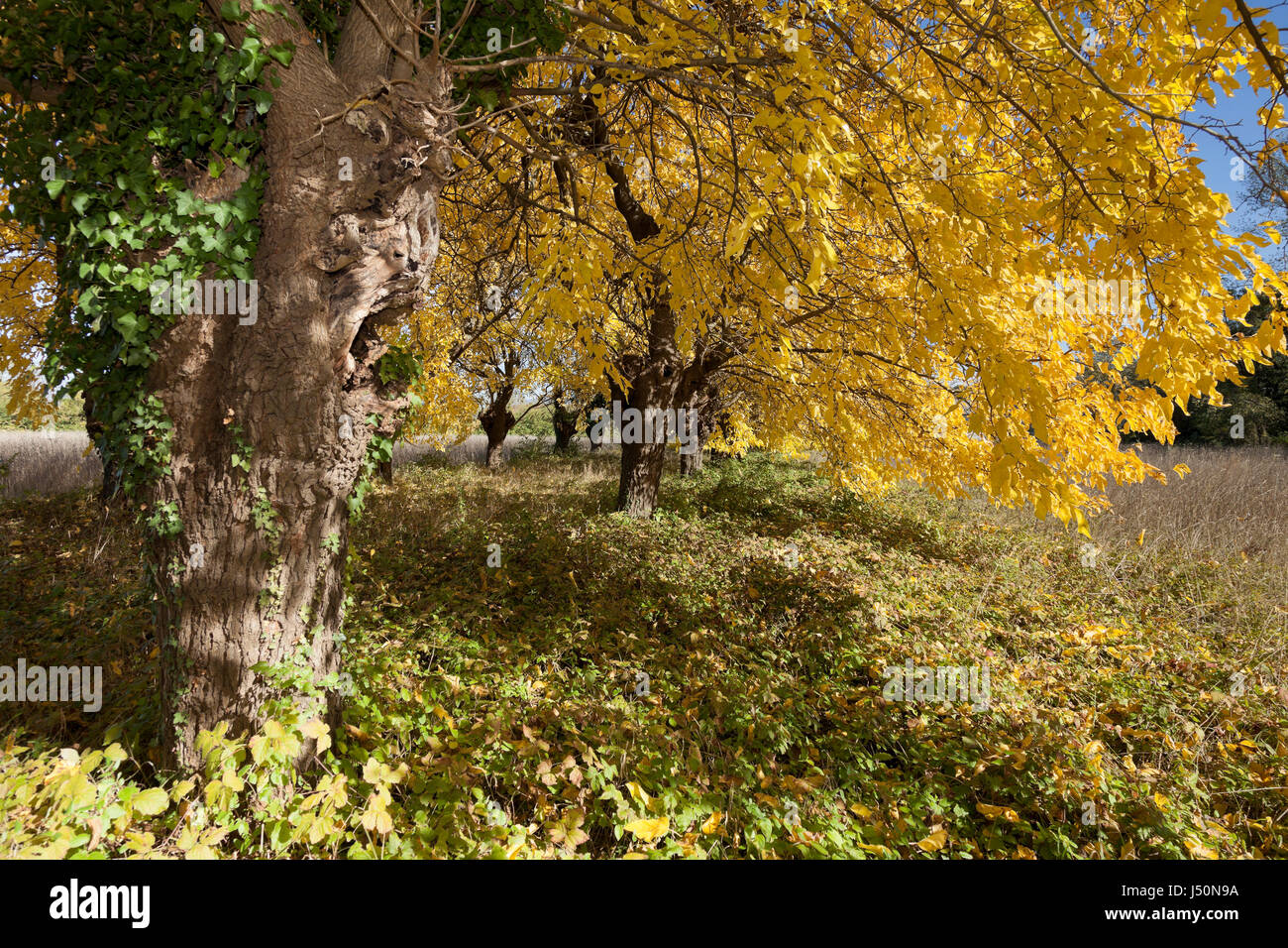 Tree climbing ivy on oak tree Stock Photo - Alamy