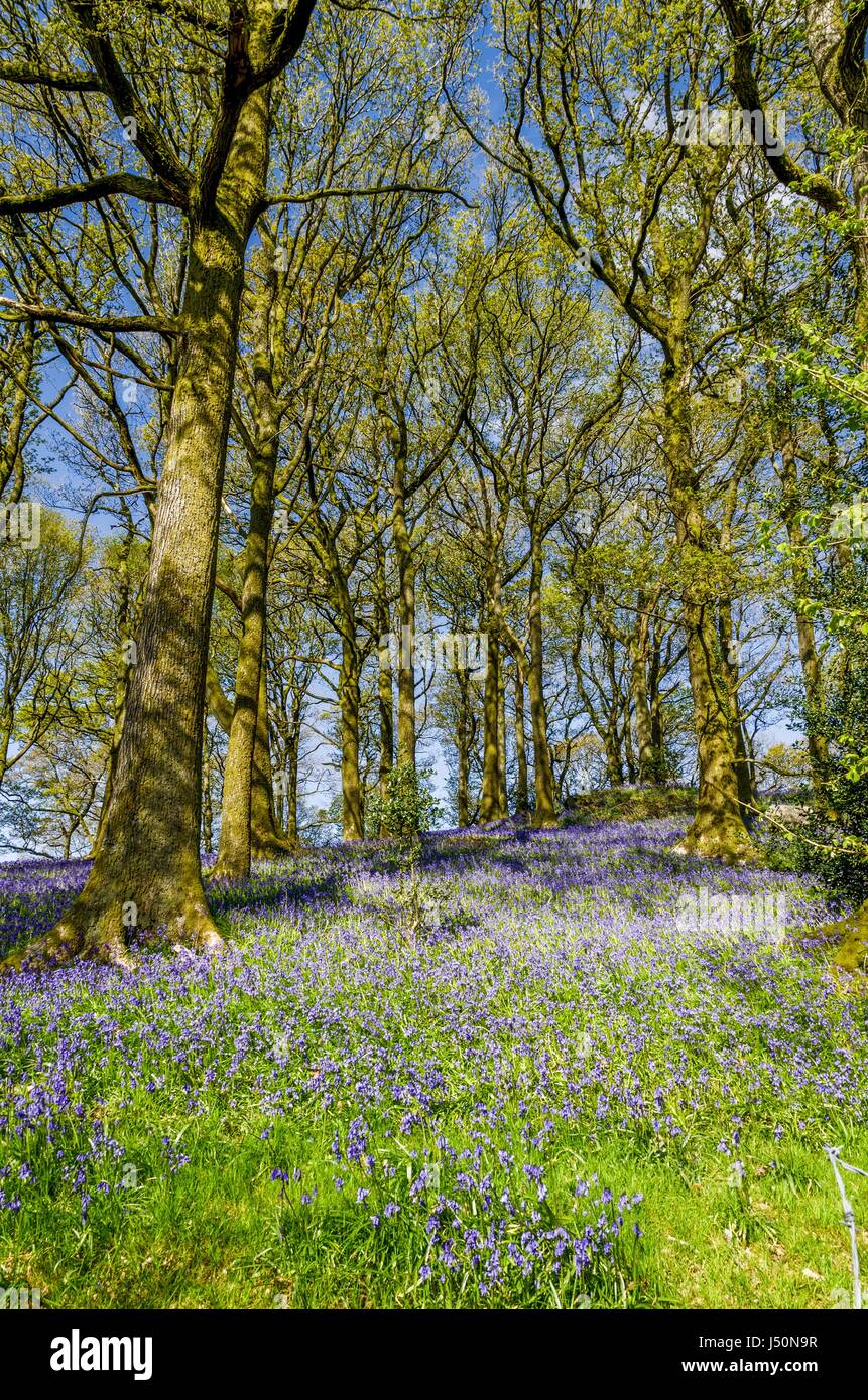Bluebells and foliage hi-res stock photography and images - Alamy