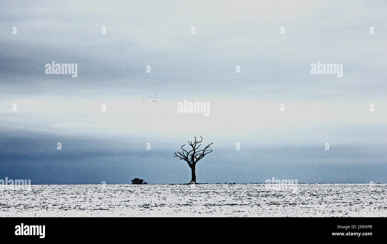 A light dusting of snow surrounds a lone tree Stock Photo - Alamy