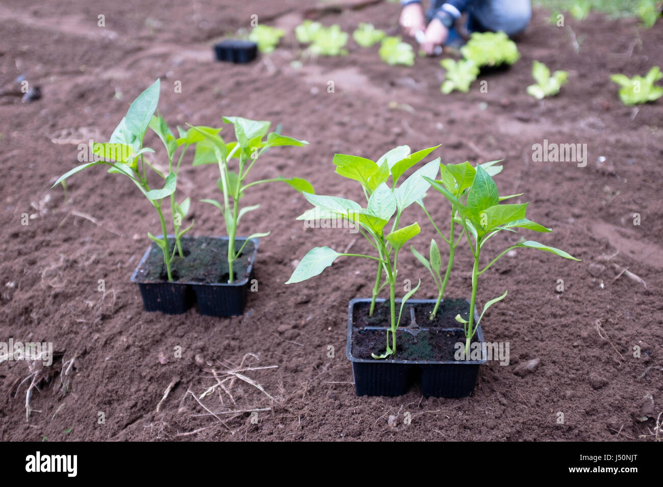 Vegetable seedlings for vegetable garden Stock Photo - Alamy