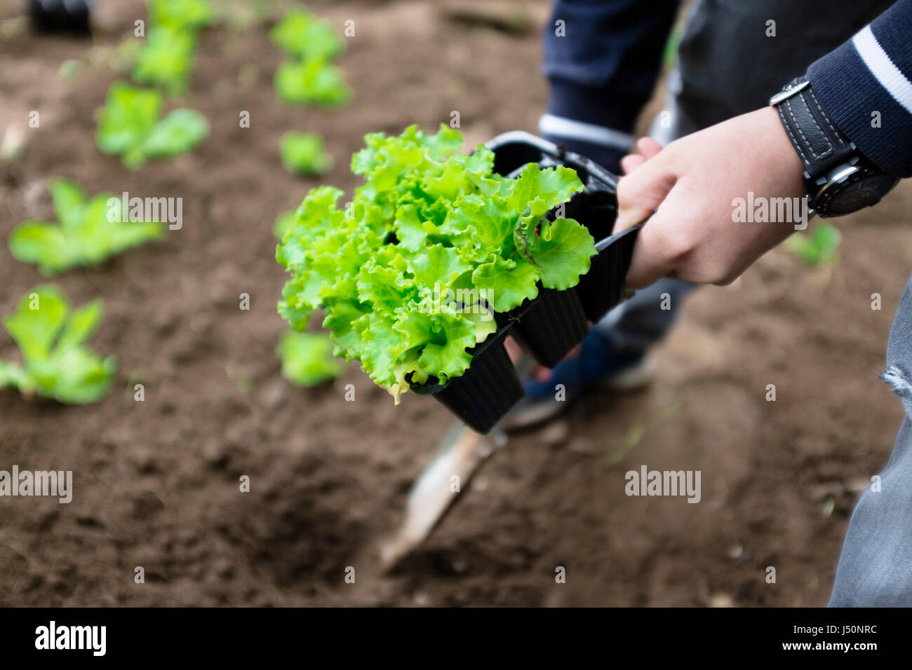 child preparing vegetable garden Stock Photo - Alamy