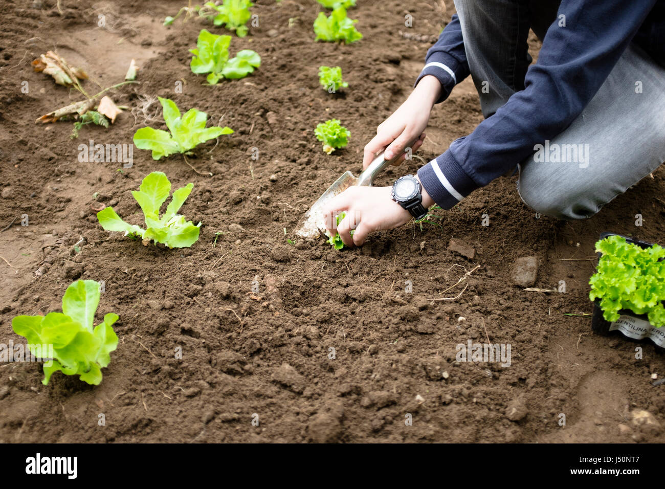 child preparing vegetable garden Stock Photo - Alamy
