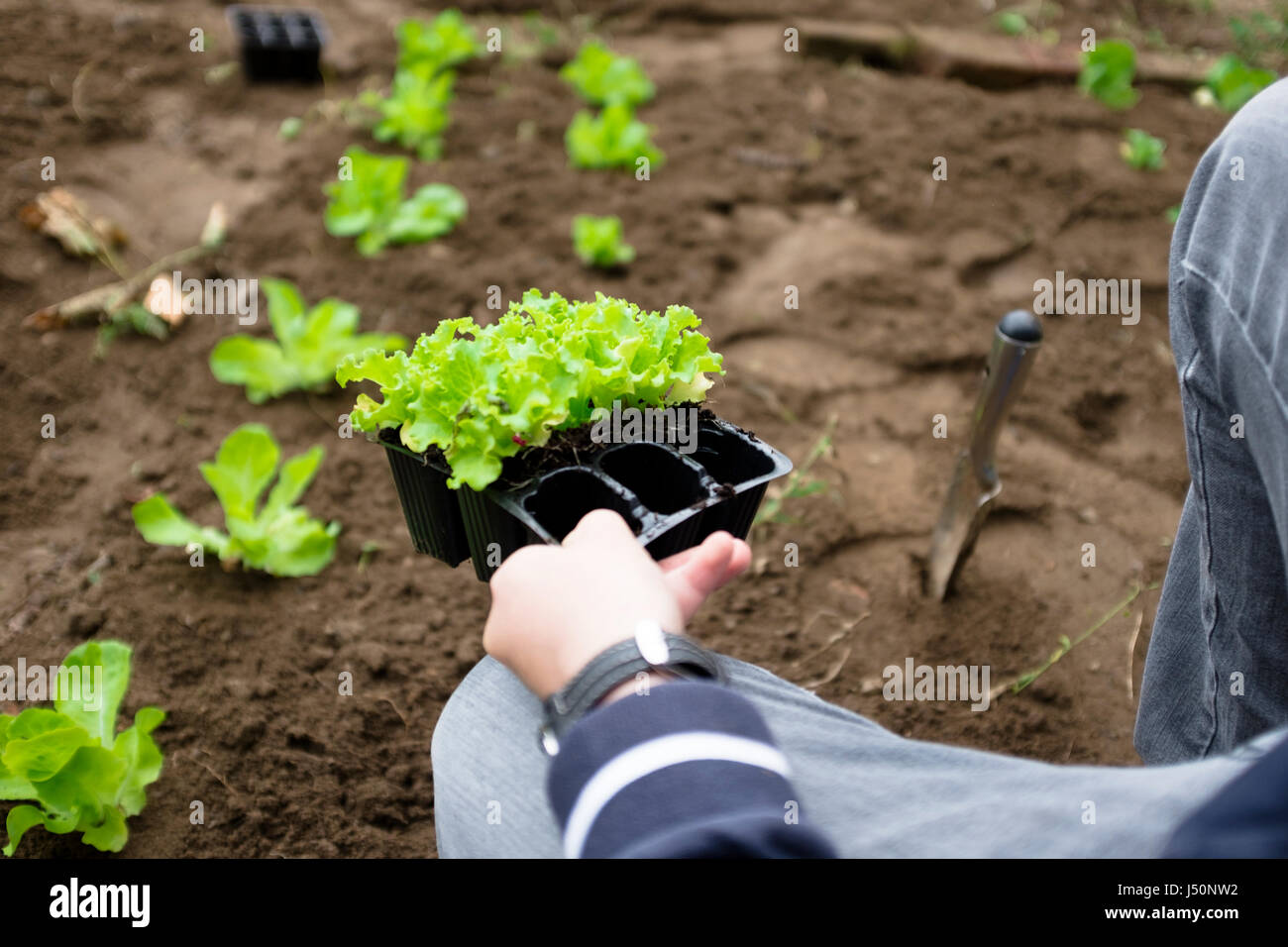 child preparing vegetable garden Stock Photo - Alamy