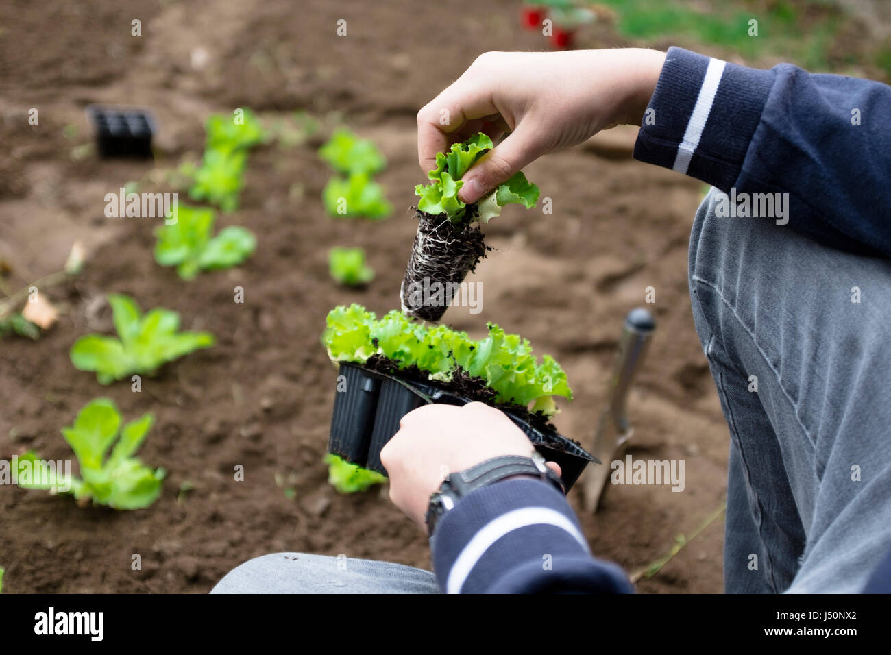 child preparing vegetable garden Stock Photo - Alamy