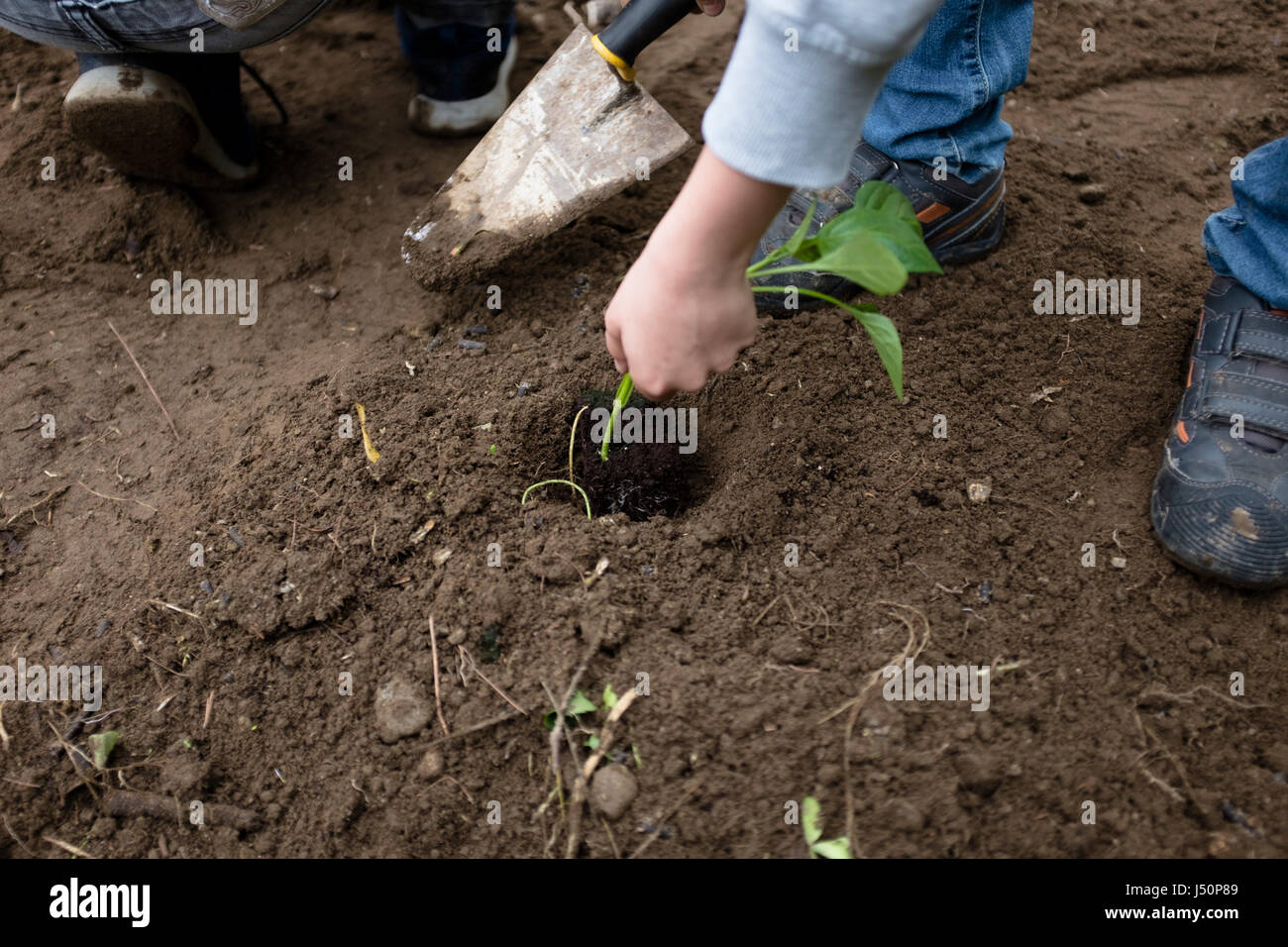 child preparing vegetable garden Stock Photo - Alamy