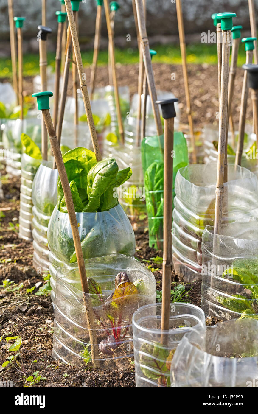 Fresh young green and red lettuce plants on a sunny vegetable garden ...