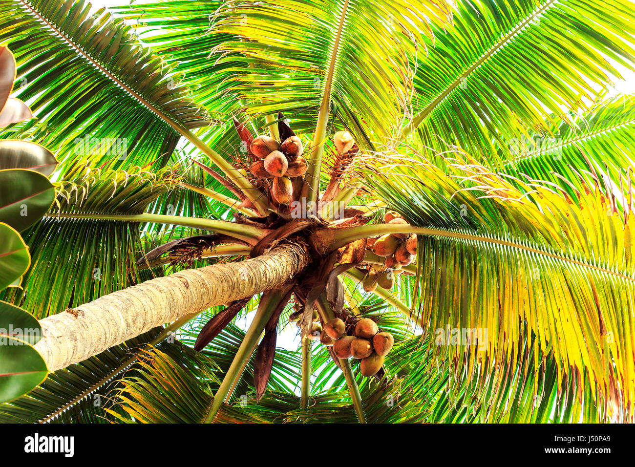 Coconut tree parts hi-res stock photography and images - Alamy