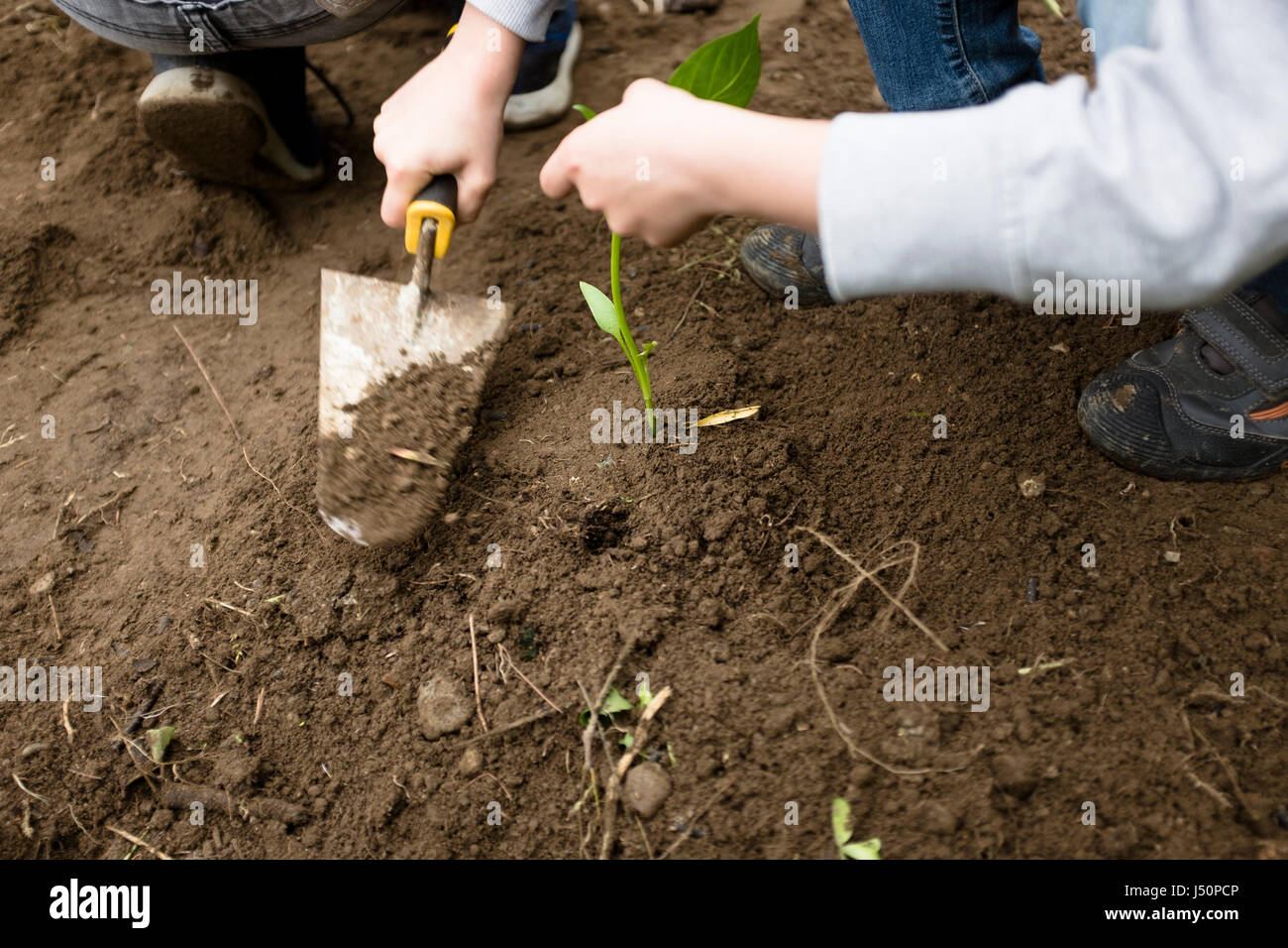 child preparing vegetable garden Stock Photo - Alamy
