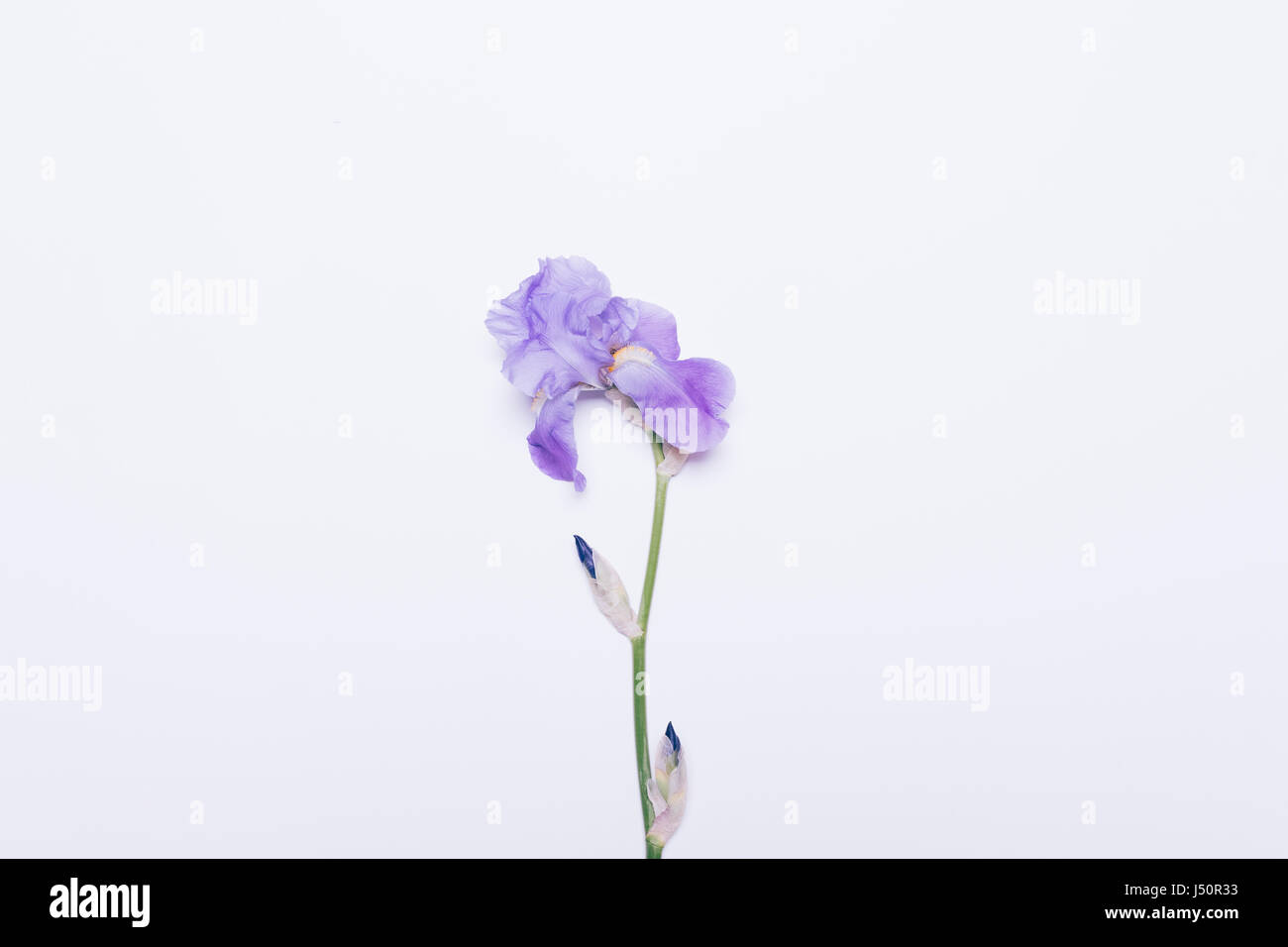 Beautiful blue iris flower on white background, top view Stock Photo ...