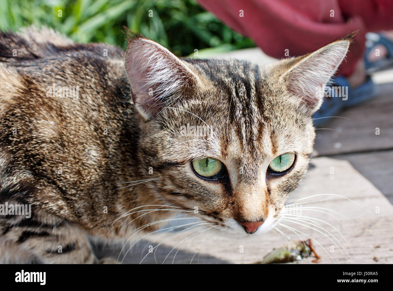 Cat eat fish hi-res stock photography and images - Alamy