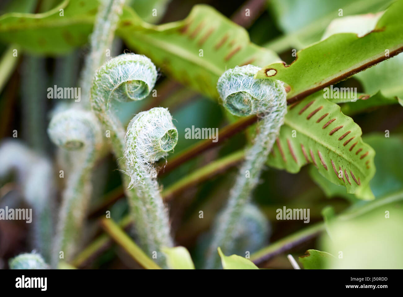 Uk garden fern hi-res stock photography and images - Alamy