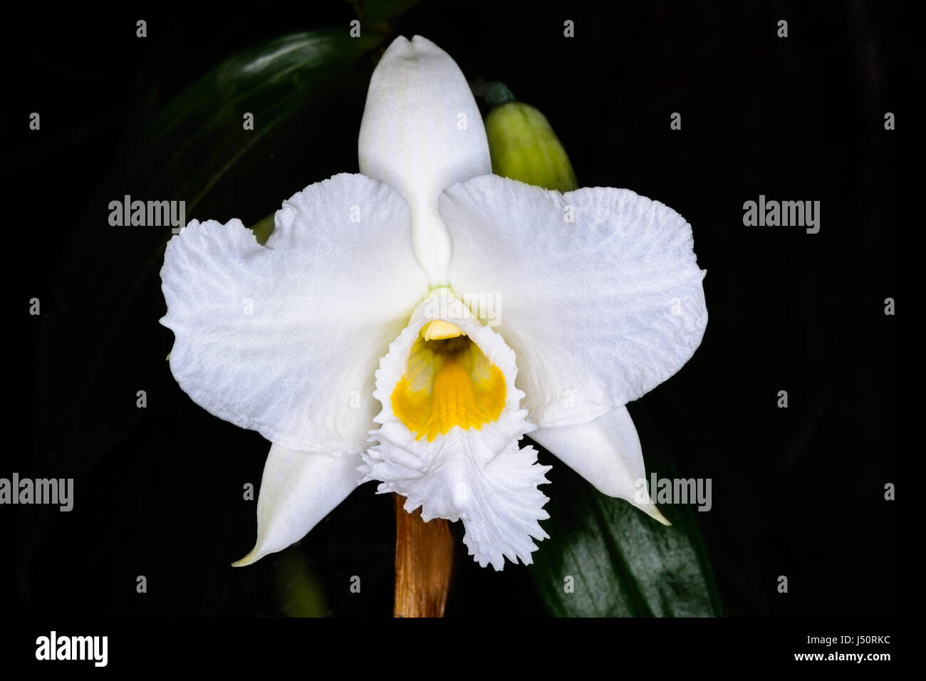 Dendrobium infundibulum Lindl. epiphytic orchid orchid In the habitat ...