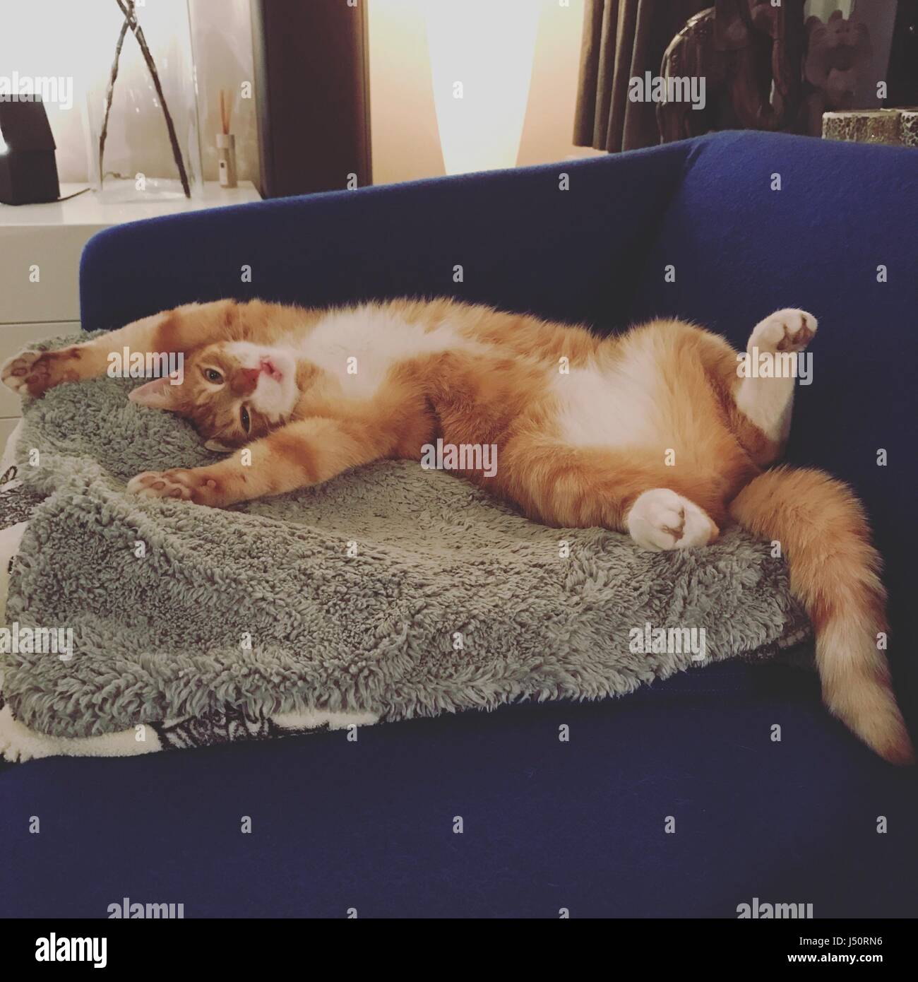 Relaxed domestic cat lying on hi-res stock photography and images - Alamy