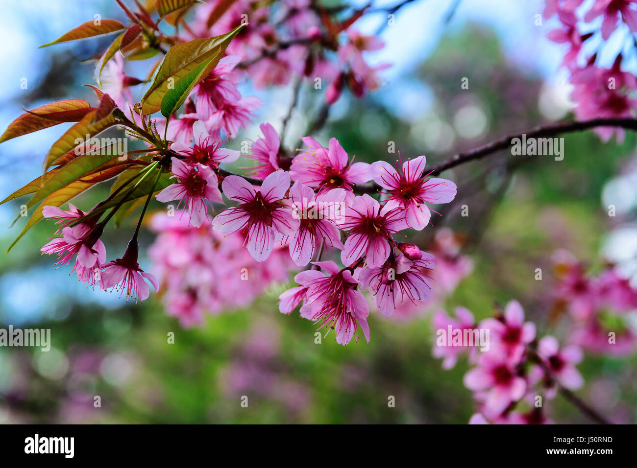 Prunus cerasoides or Wild Himalayan Cherry Close up on soft background ...