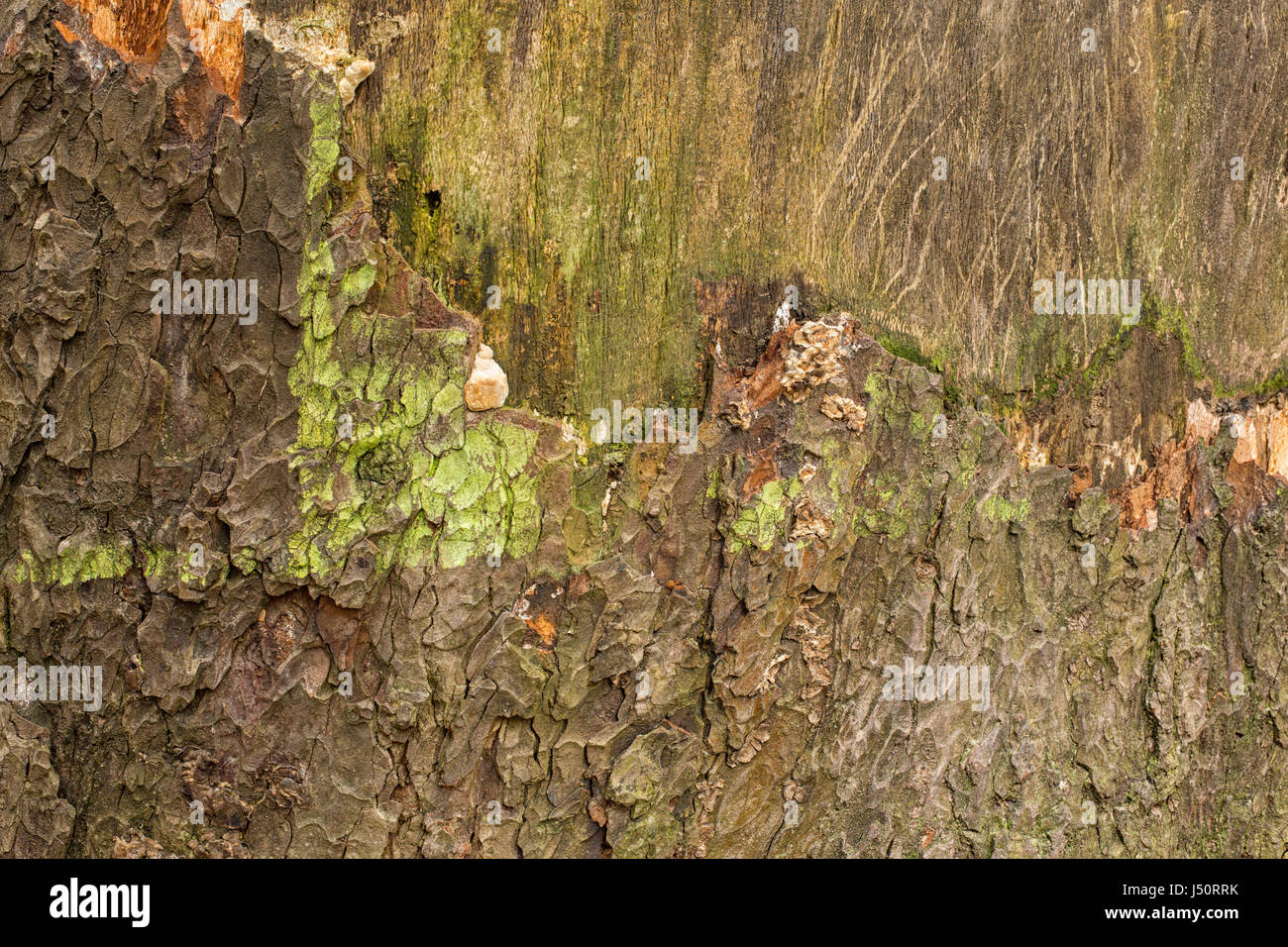 Background of colorful bark of an oak tree Stock Photo - Alamy