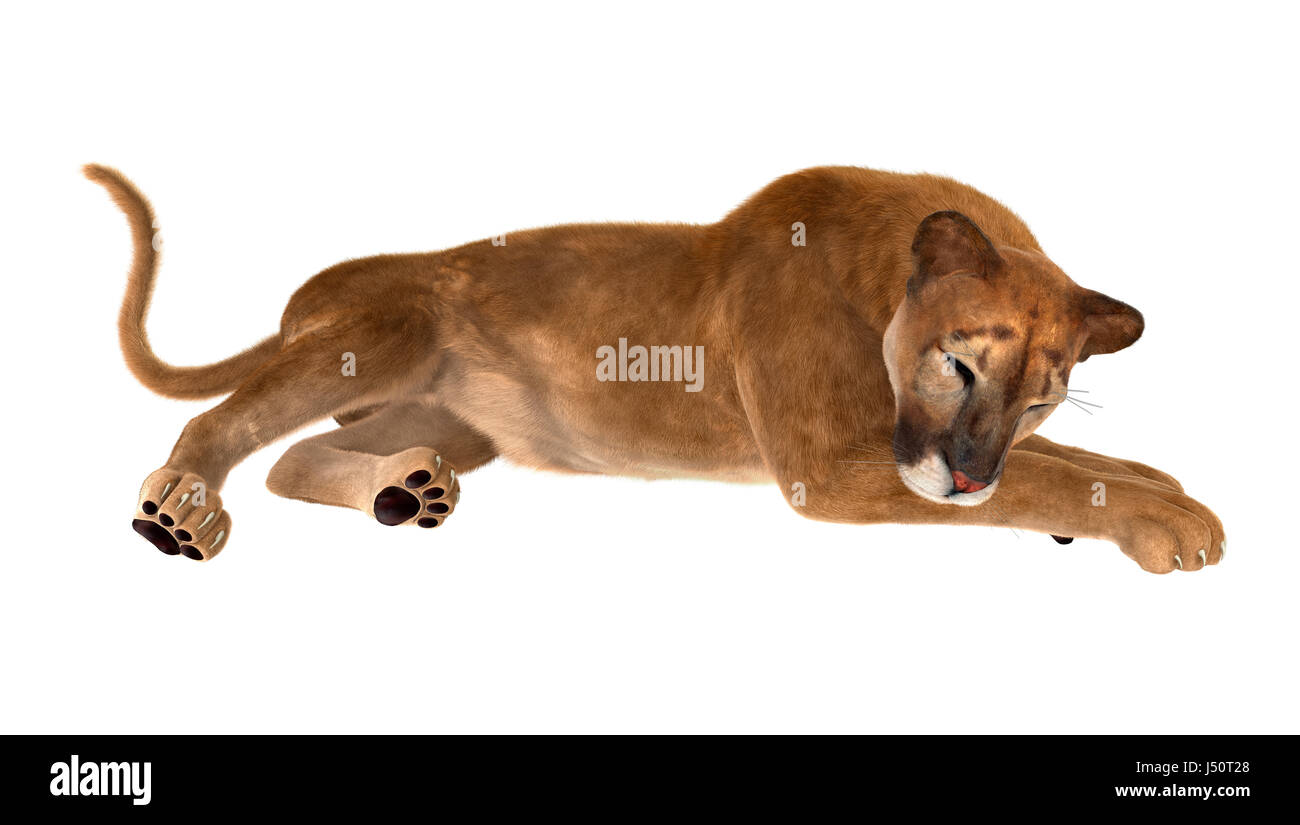 3D rendering of a big cat puma isolated on white background Stock Photo ...
