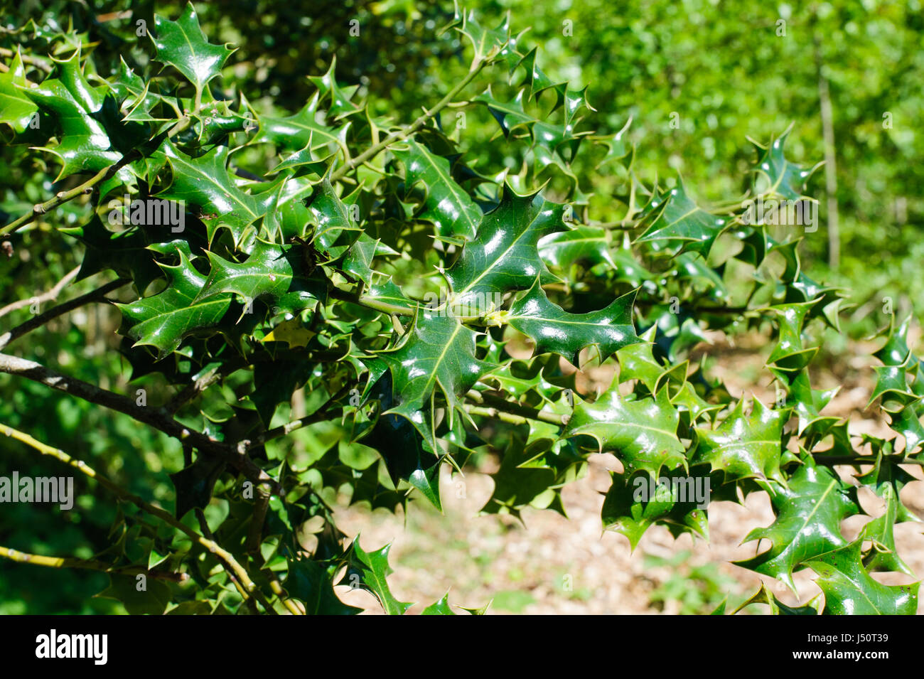 Сommon holly, Irish holly (Ilex aquifolium), twig with leaves, Ireland ...
