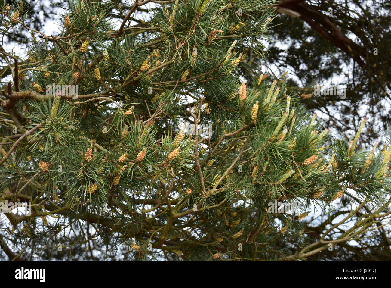 Growing in nature reserve hi-res stock photography and images - Alamy