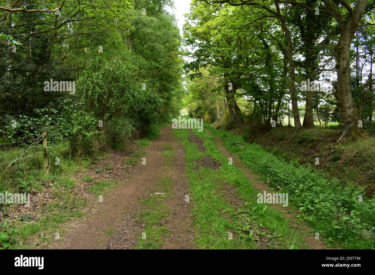 Tree lined footpath uk hi-res stock photography and images - Alamy