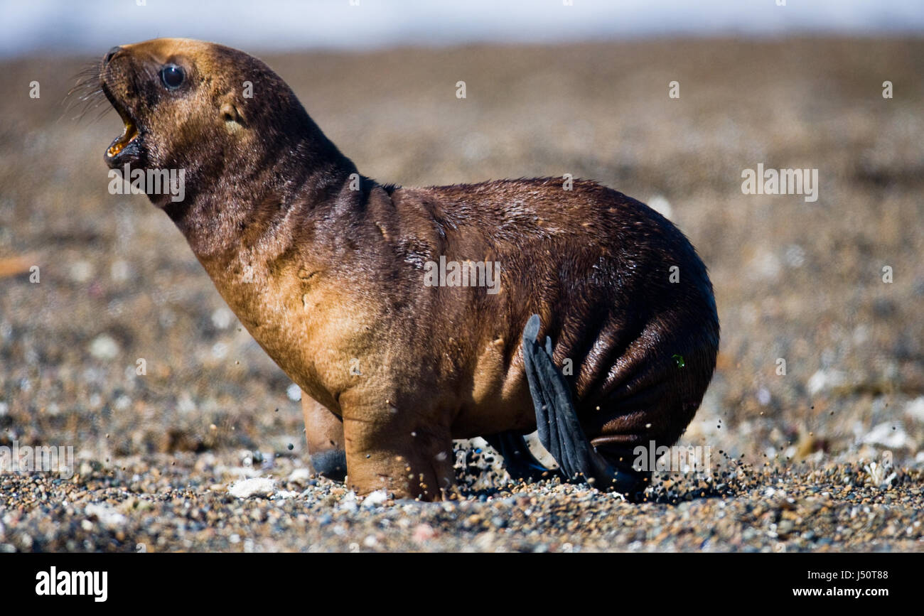 A baby sea lion rookery. Close-up. Peninsula Valdes. Argentina Stock ...