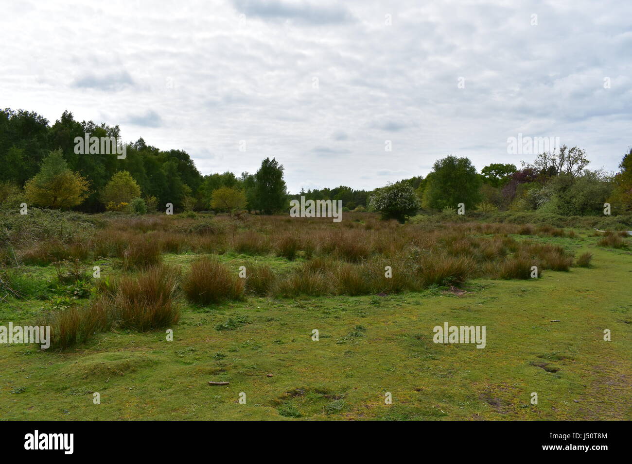 Norfolk trees hi-res stock photography and images - Alamy