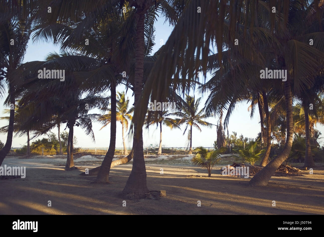 Caribbean trees hi-res stock photography and images - Alamy