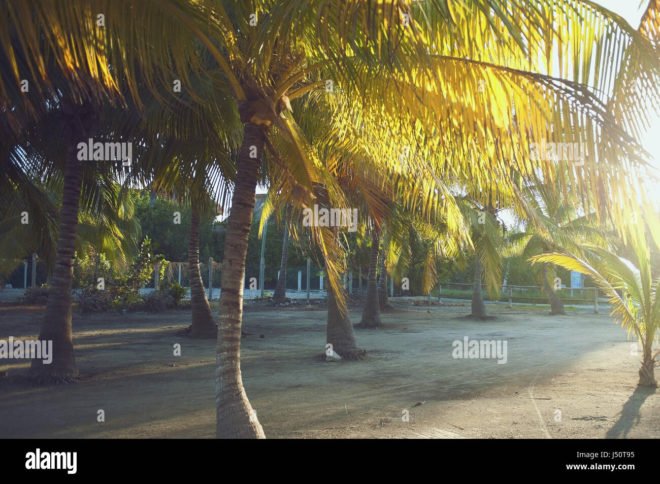 Caribbean trees hi-res stock photography and images - Alamy