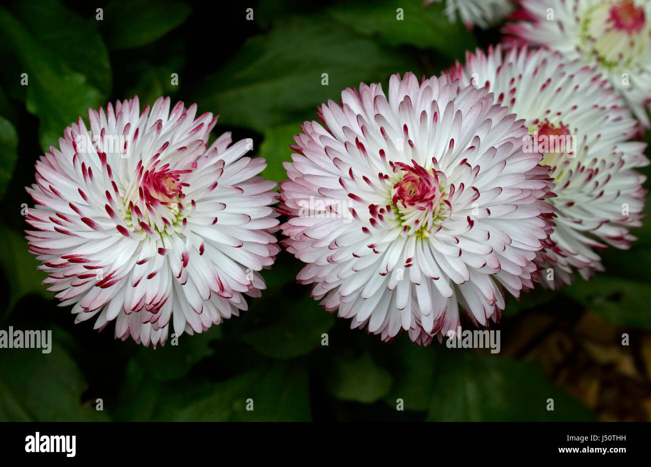 Bellis Habanera White (ornamental Daisy Stock Photo - Alamy