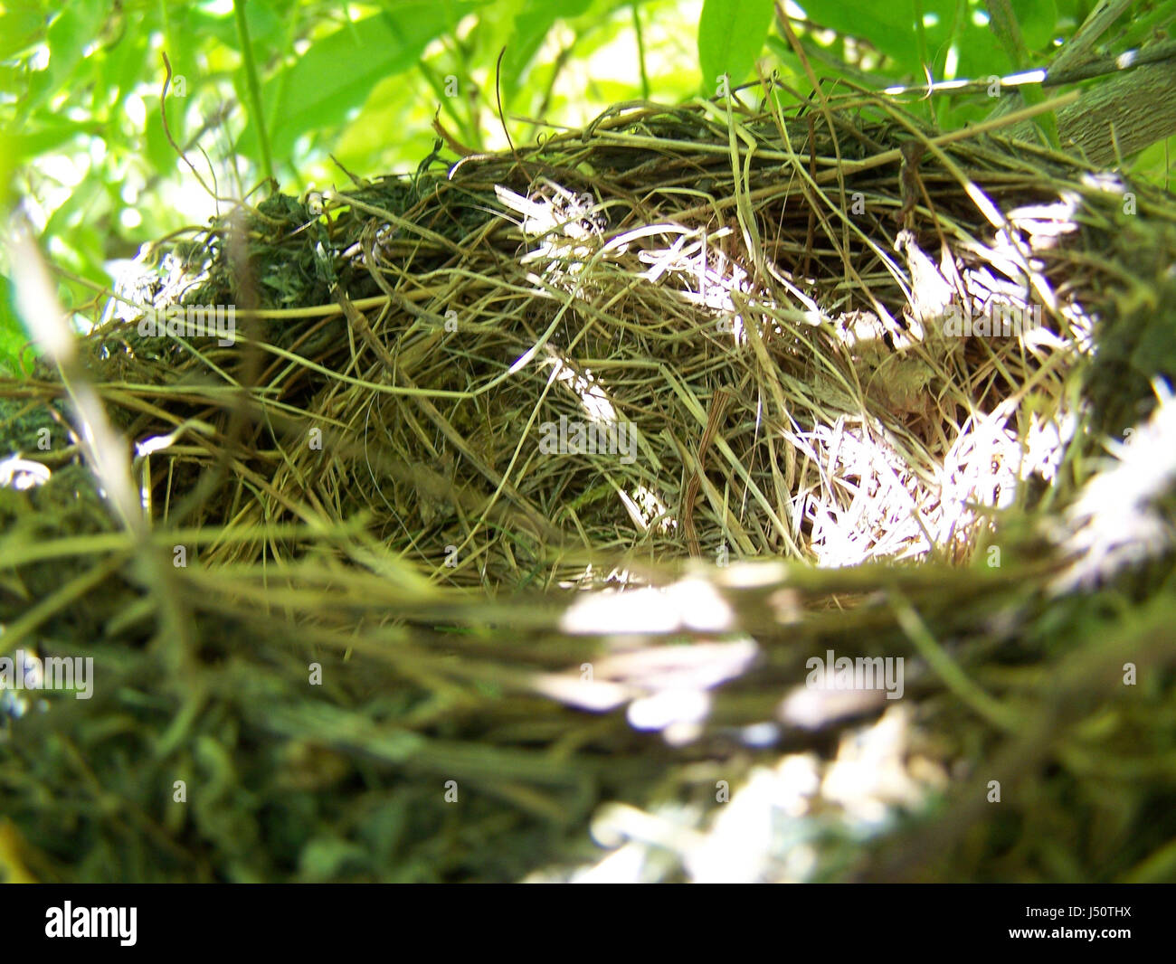 Nest on the tree, close up Stock Photo - Alamy