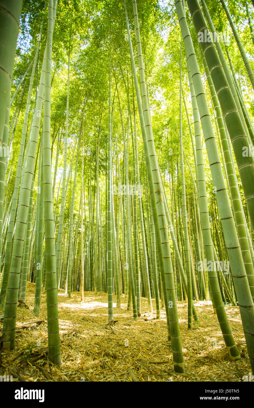 Bamboo shafts hi-res stock photography and images - Alamy