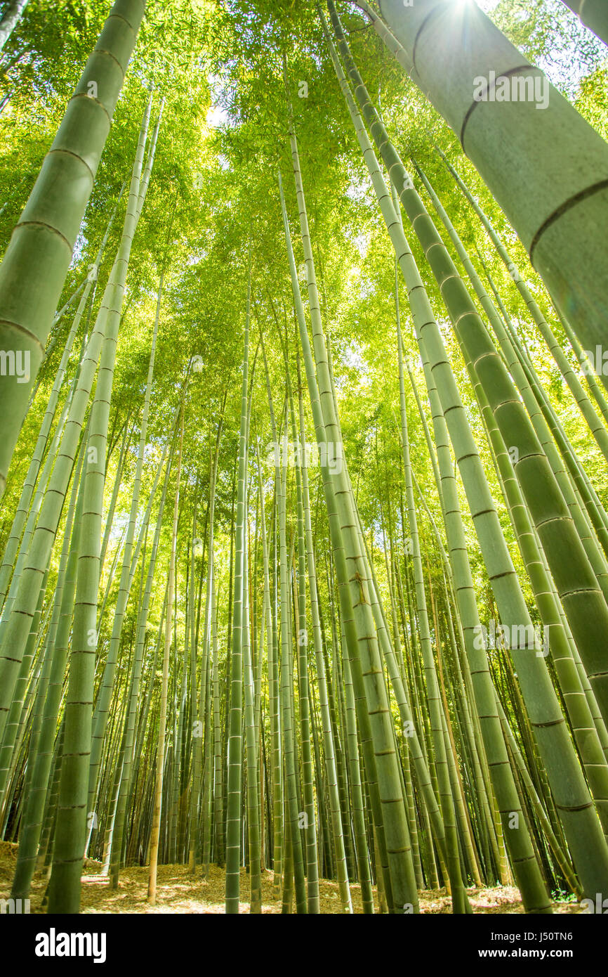Bamboo shafts hi-res stock photography and images - Alamy
