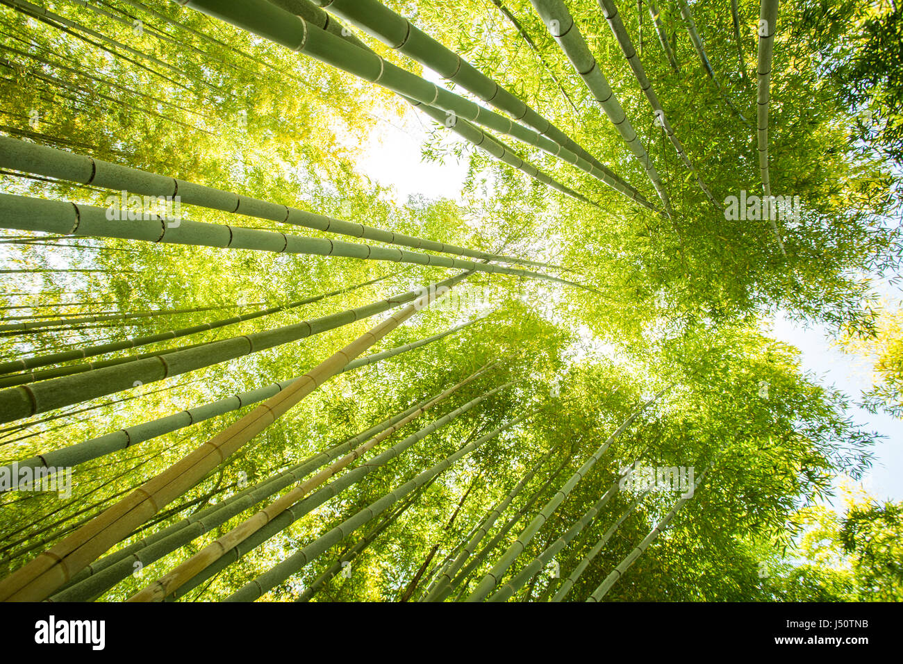 Bamboo shafts hi-res stock photography and images - Alamy