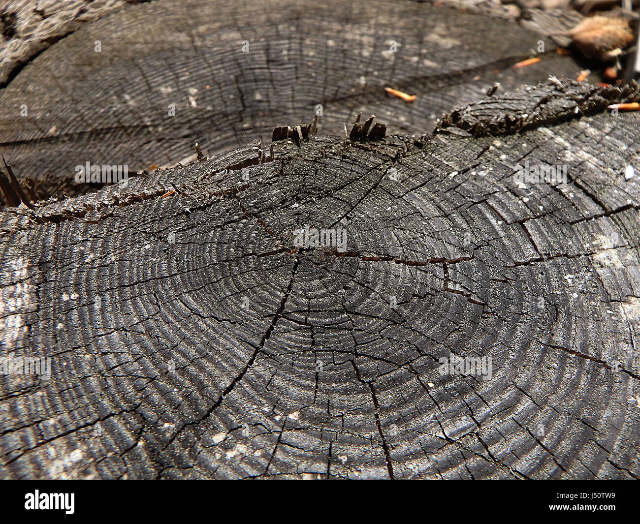 Old wood - natural background, Old tree stump - larch Stock Photo - Alamy