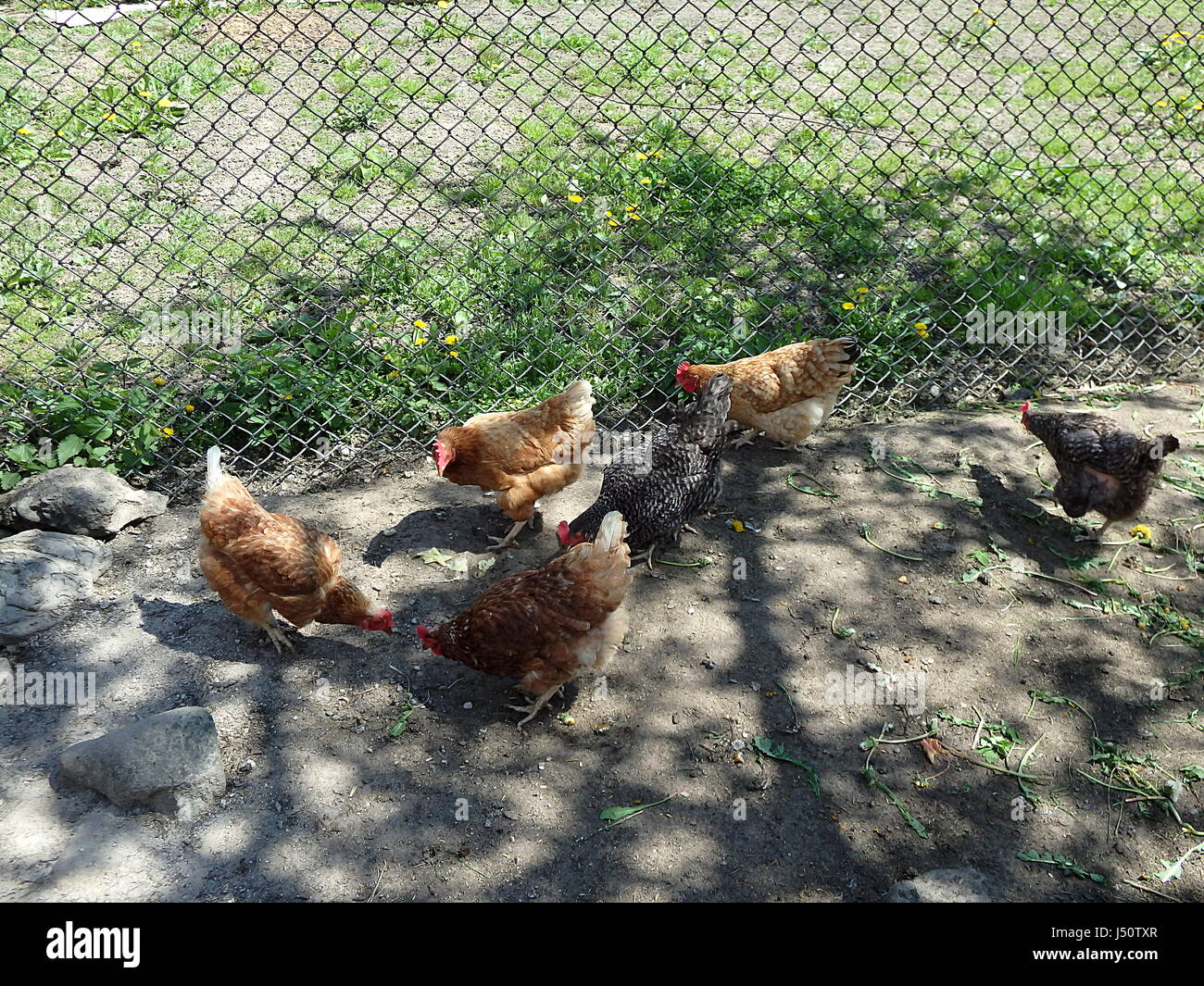Feeding chickens barnyard hi-res stock photography and images - Alamy