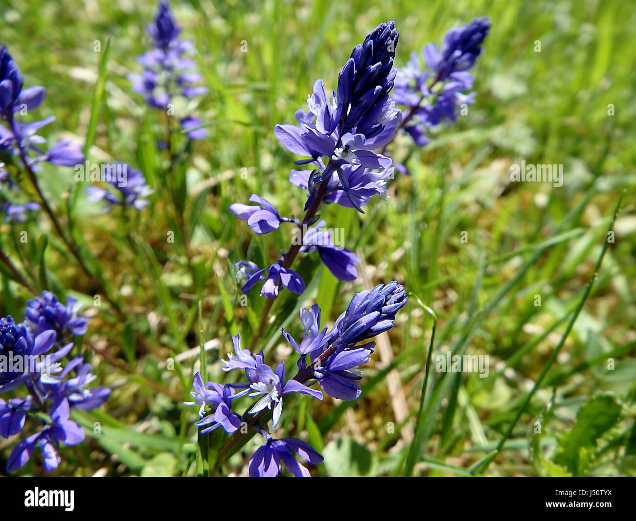 Common Milkwort, (Polygala vulgaris), Blue flower Stock Photo - Alamy